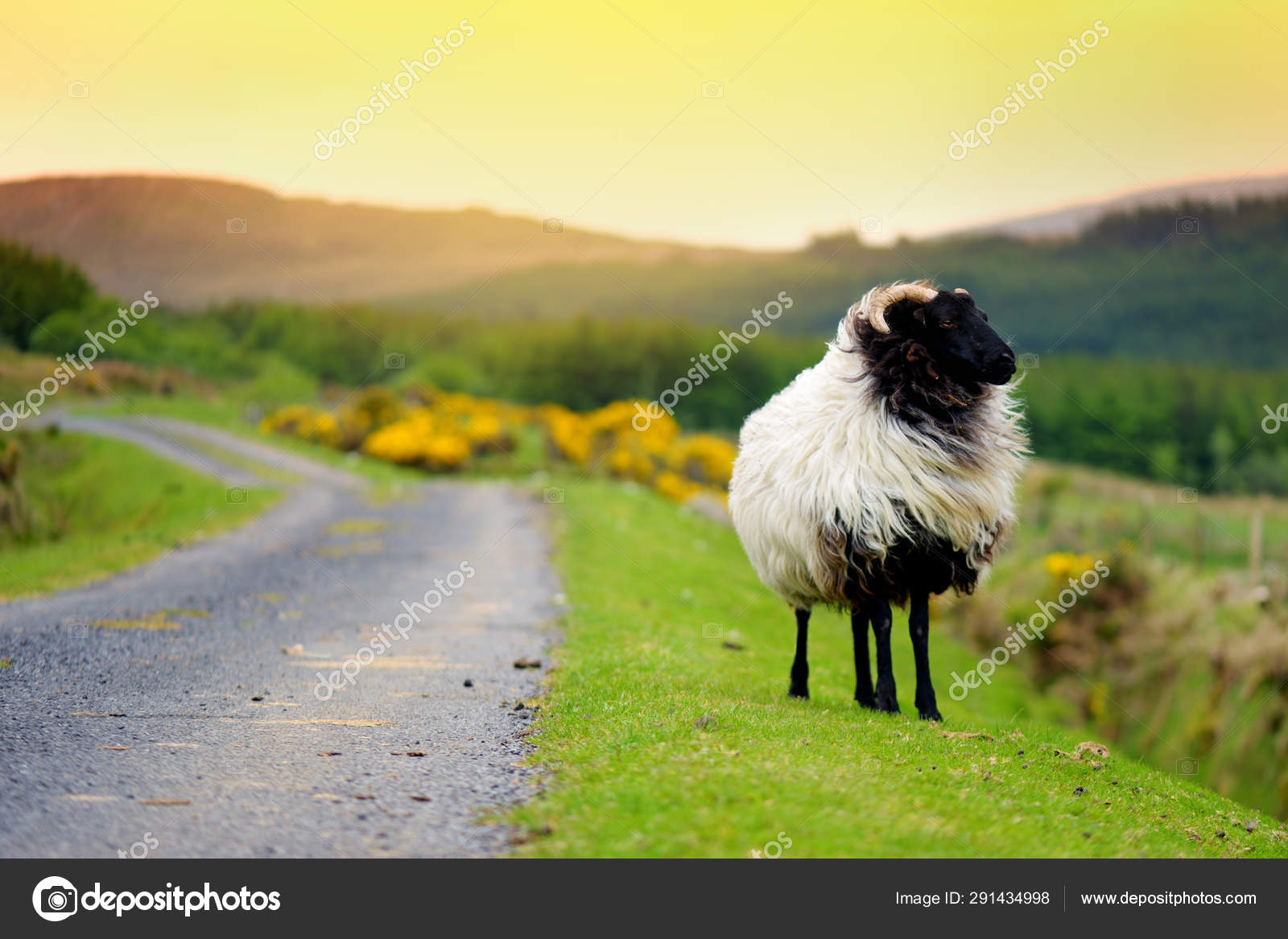 Sheep marked with colorful dye grazing in green pastures. Adult sheep ...