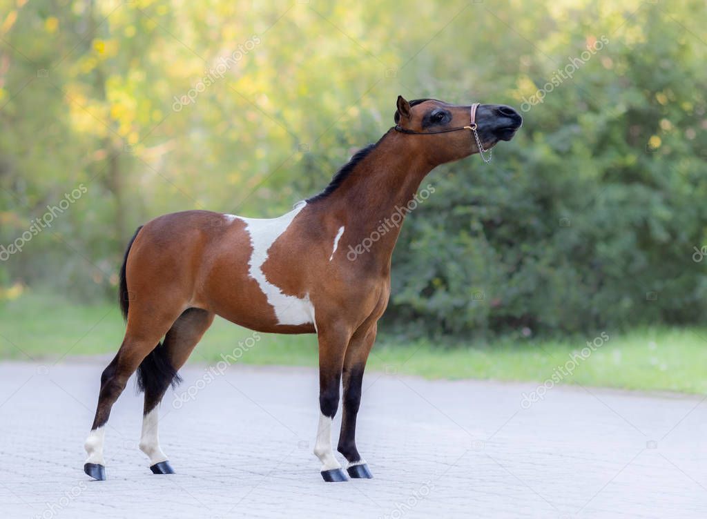 Retrato de cuerpo completo de calvo americano Caballo miniatura de pie ...
