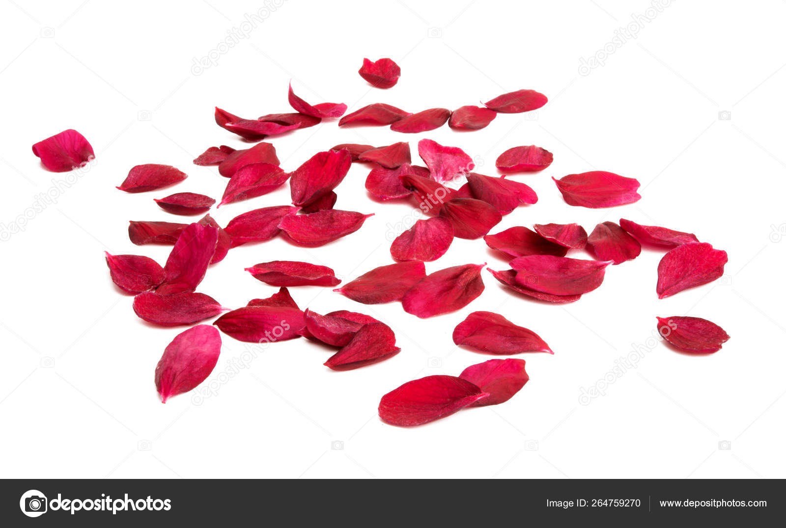 Red sakura flower isolated — Stock Photo © ksena32 #264759270