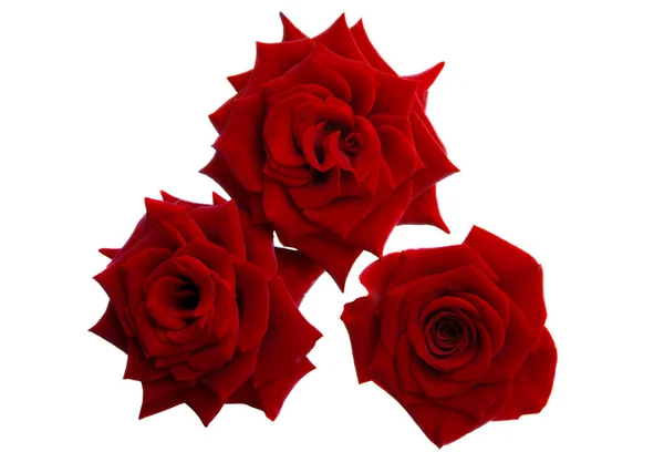 Red rose cutouts Stock Photos, Royalty Free Red rose cutouts Images ...
