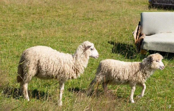 Emporium imvu Stock Photos, Royalty Free Emporium imvu Images ...