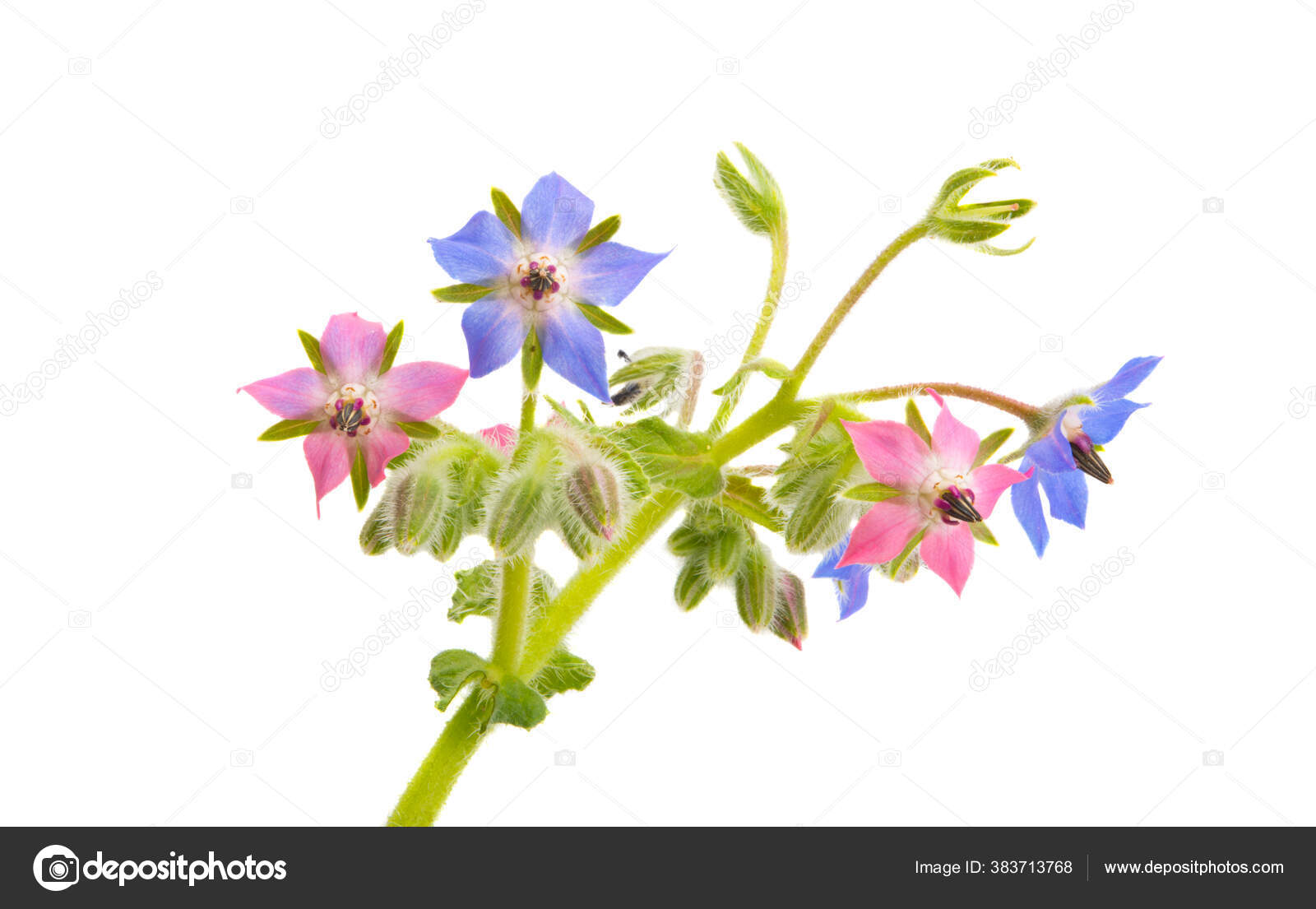 Borage Isolated White Background Stock Photo by ©ksena32 383713768