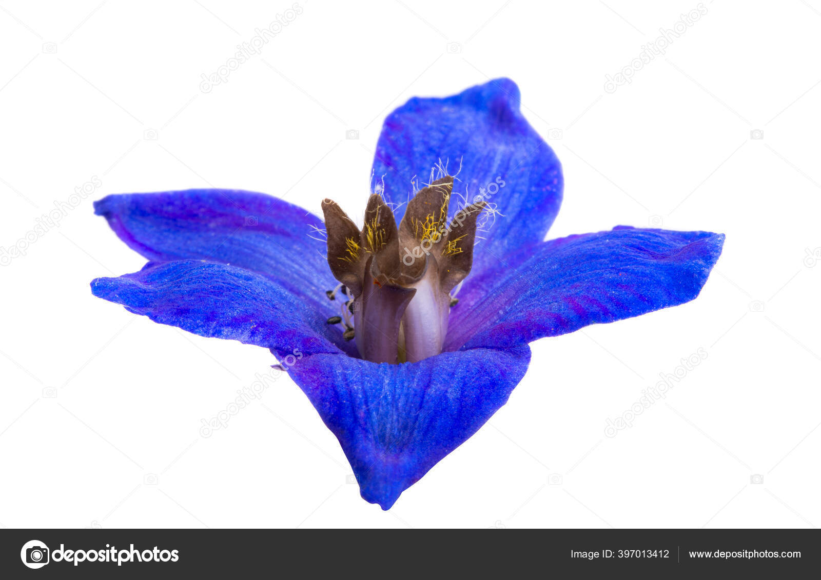 Blue Delphinium Isolated White Background Stock Photo by ©ksena32 397013412