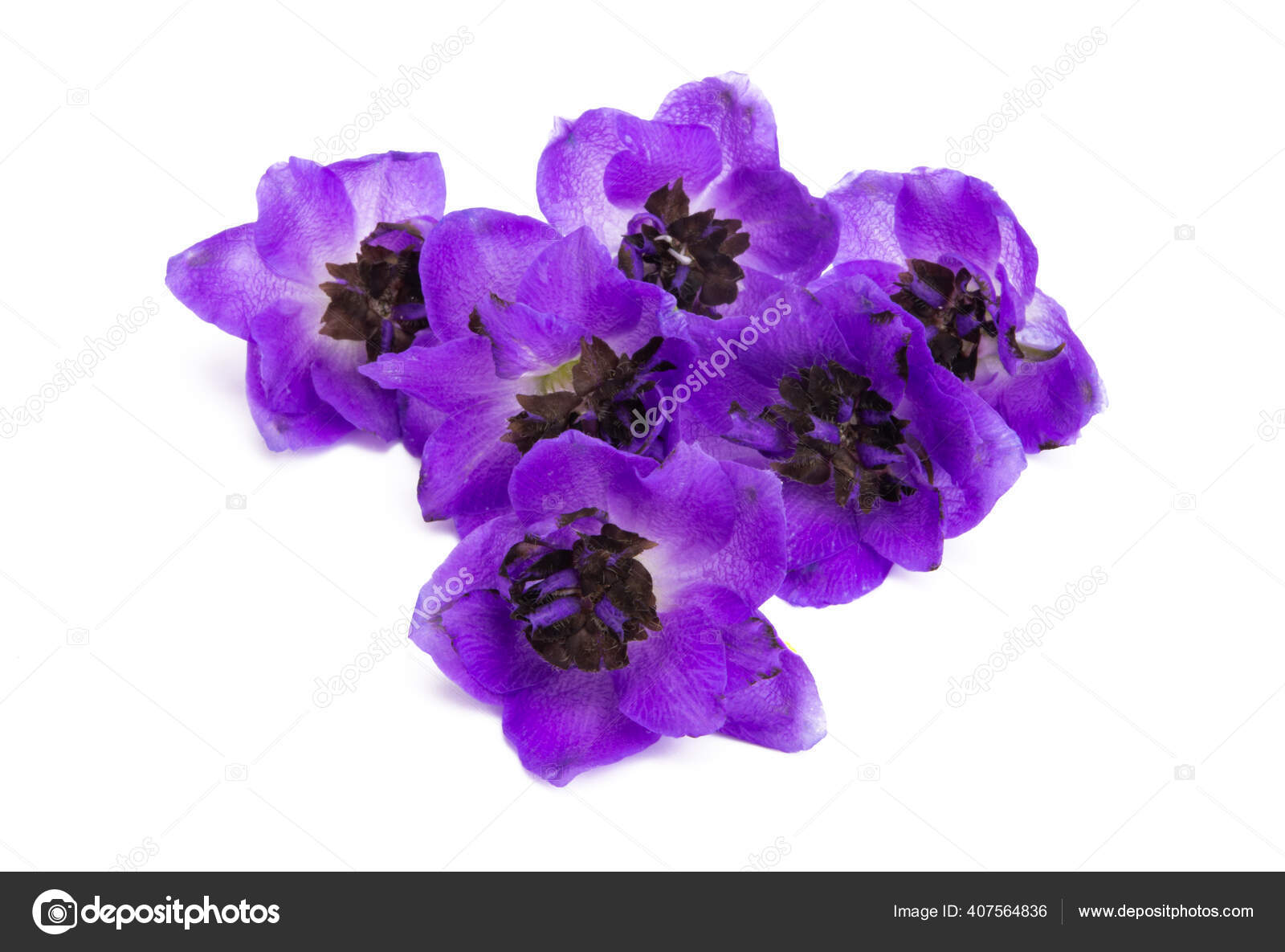 Delphinium Flower Isolated White Background — Stock Photo © ksena32 ...