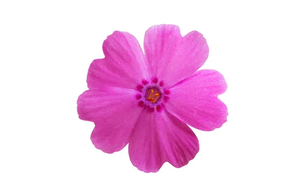 Fotos de Phlox flowers, Imagens de Phlox flowers sem royalties ...