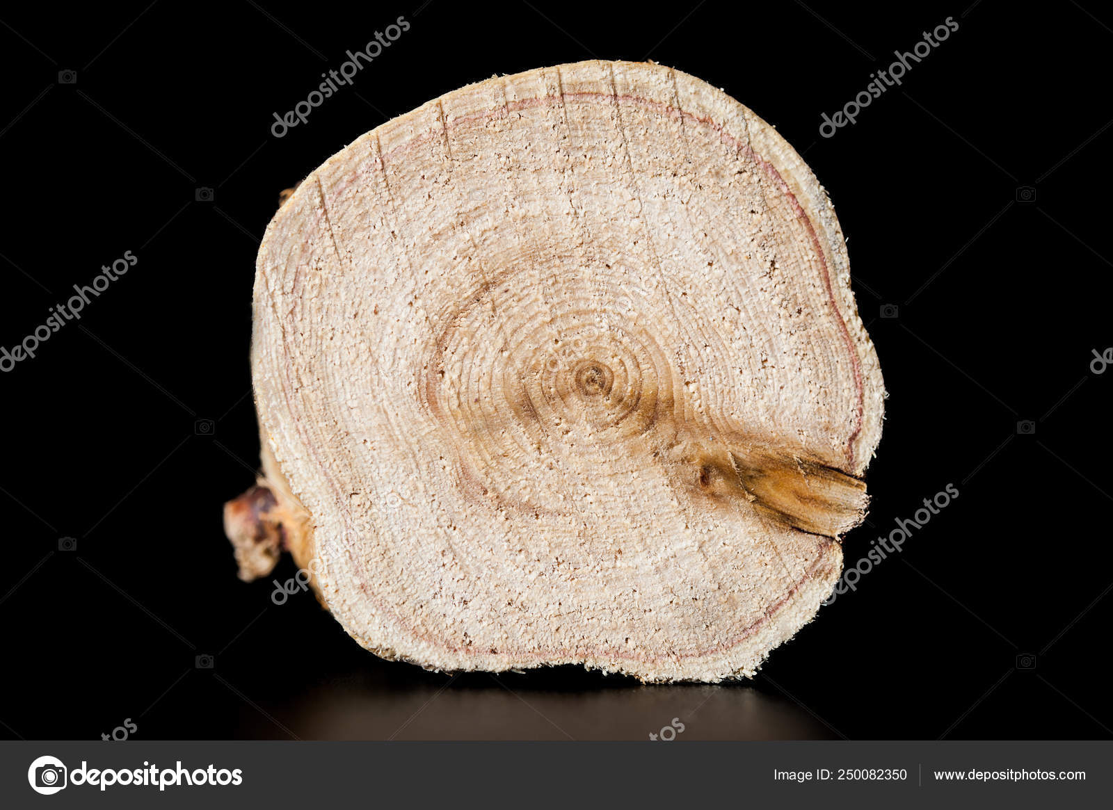 Texture of cross section juniper wood. Pattern of tree stump background ...