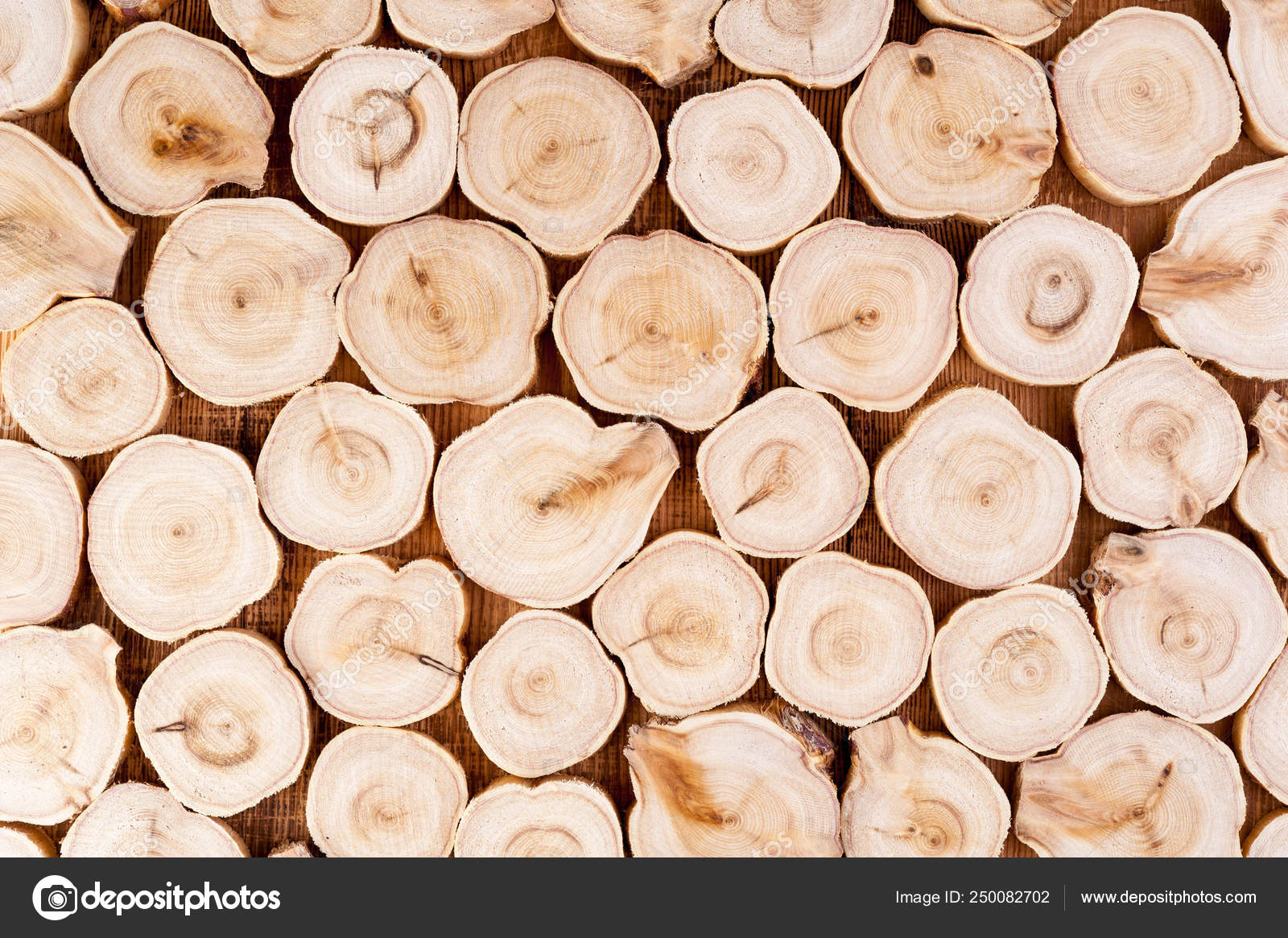 Texture of cross section juniper wood. Pattern of tree stump background ...