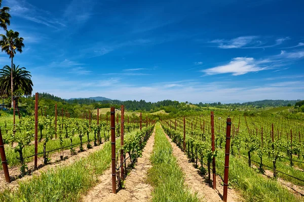 Vineyard california Stock Photos, Royalty Free Vineyard california ...