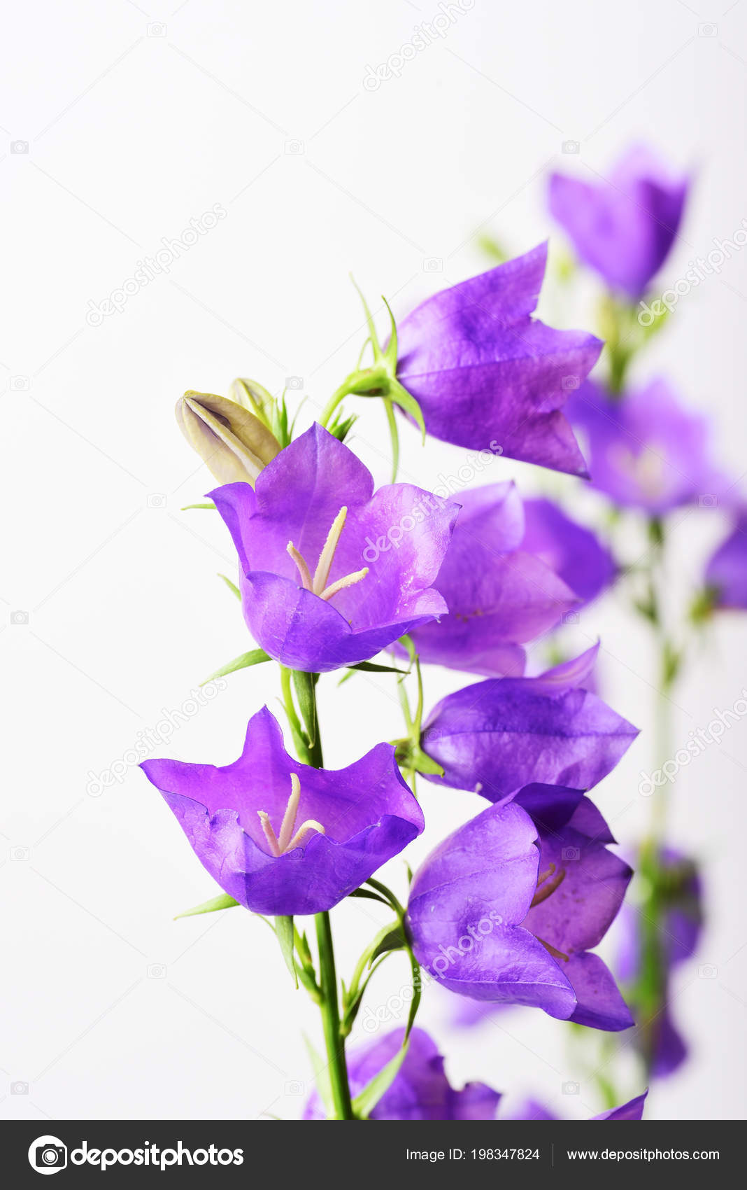 Composition Branches Bright Violet Bell Flowers Isolated White ...
