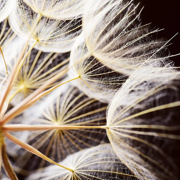 Close View Dandelion Fuzz Details Black Background — Free Stock Photo ...