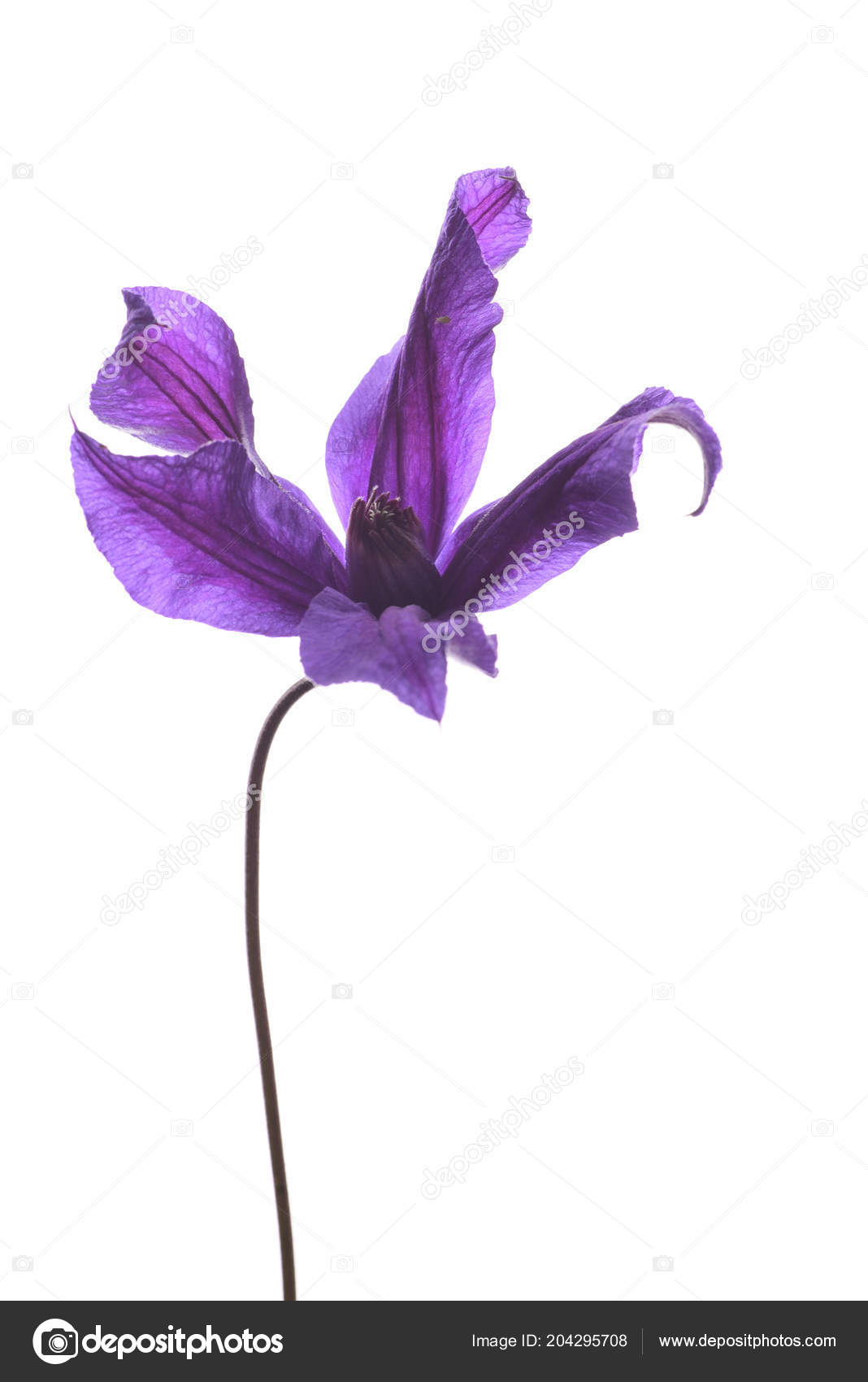 Single Violet Flower Isolated White Background — Free Stock Photo ...