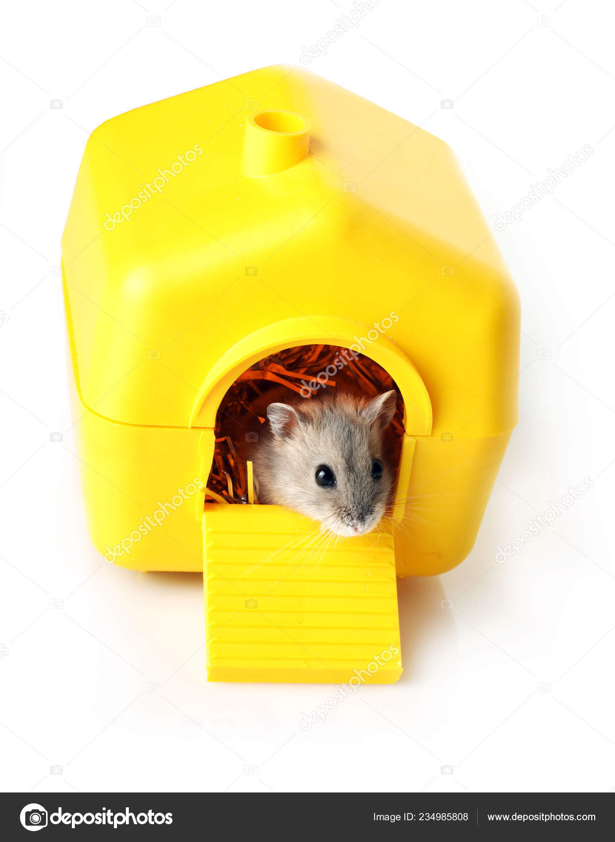 Cute Dzungar Hamster Small Yellow House — Stock Photo © FineShine ...