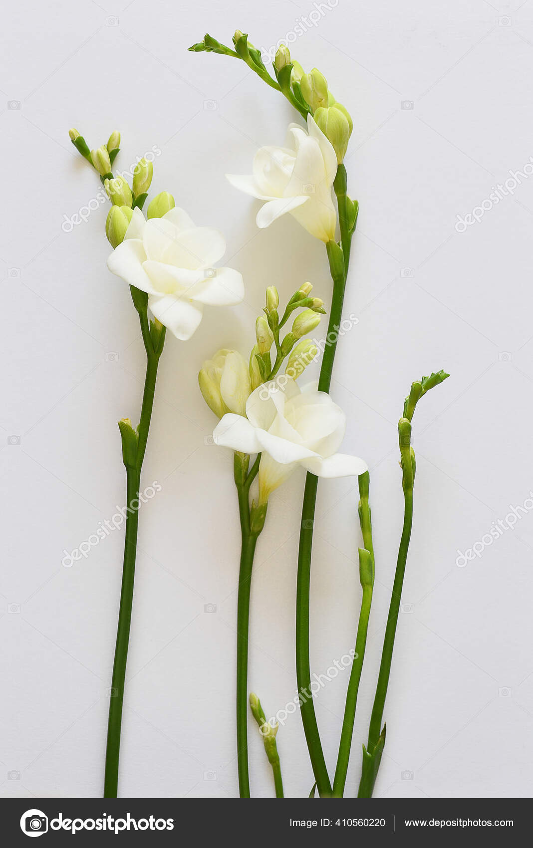 White Freesia