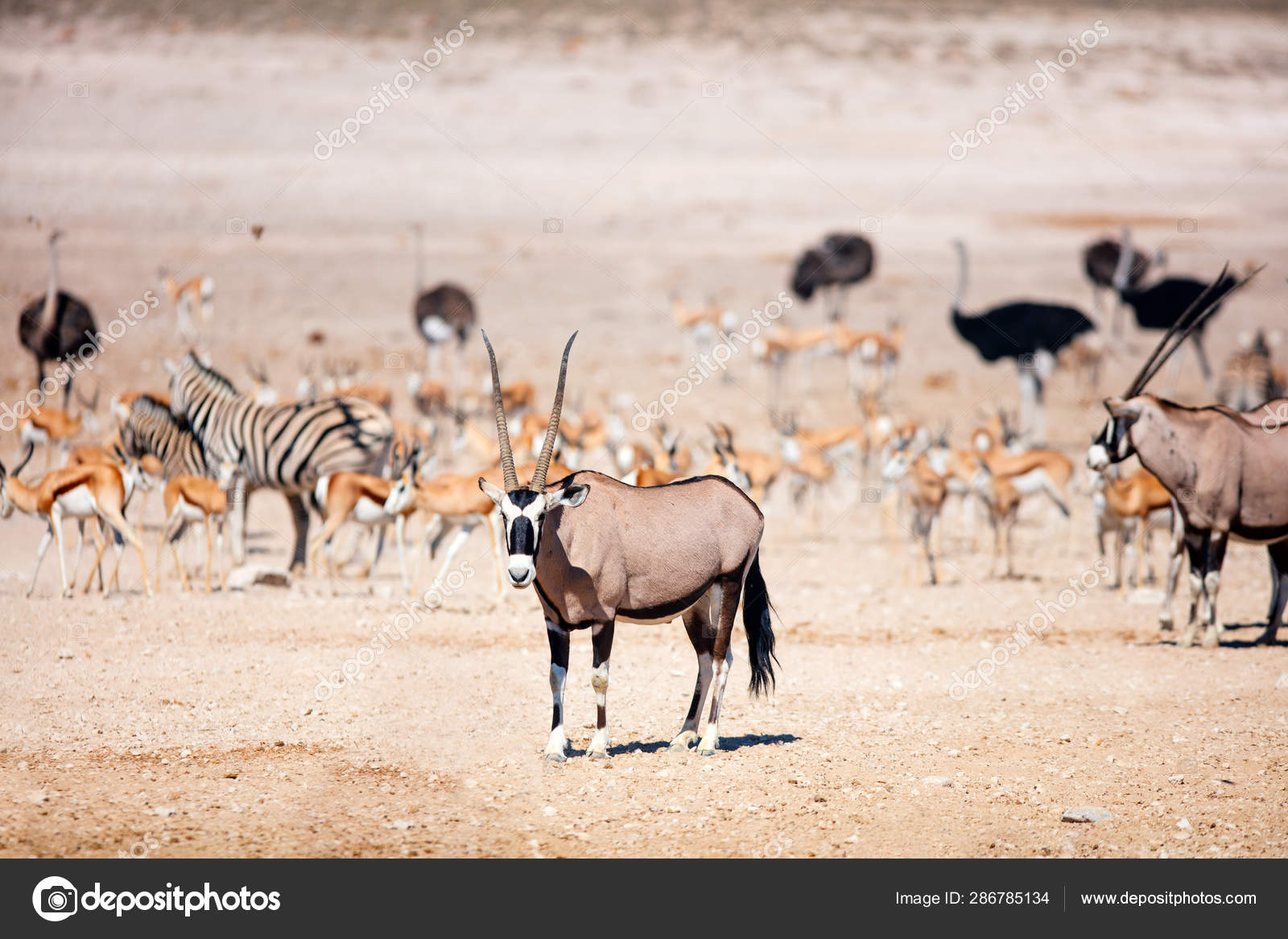 Oryx Zebra Springbok Herds Ostriches Nebrownii Waterhole Etosha Namibia ...