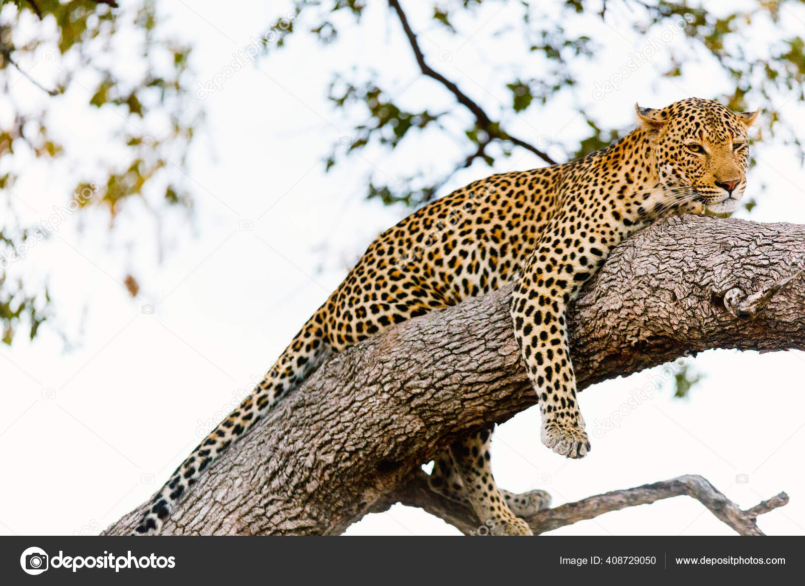 Beautiful Male Leopard Tree South Africa Stock Photo by ©shalamov 408729050