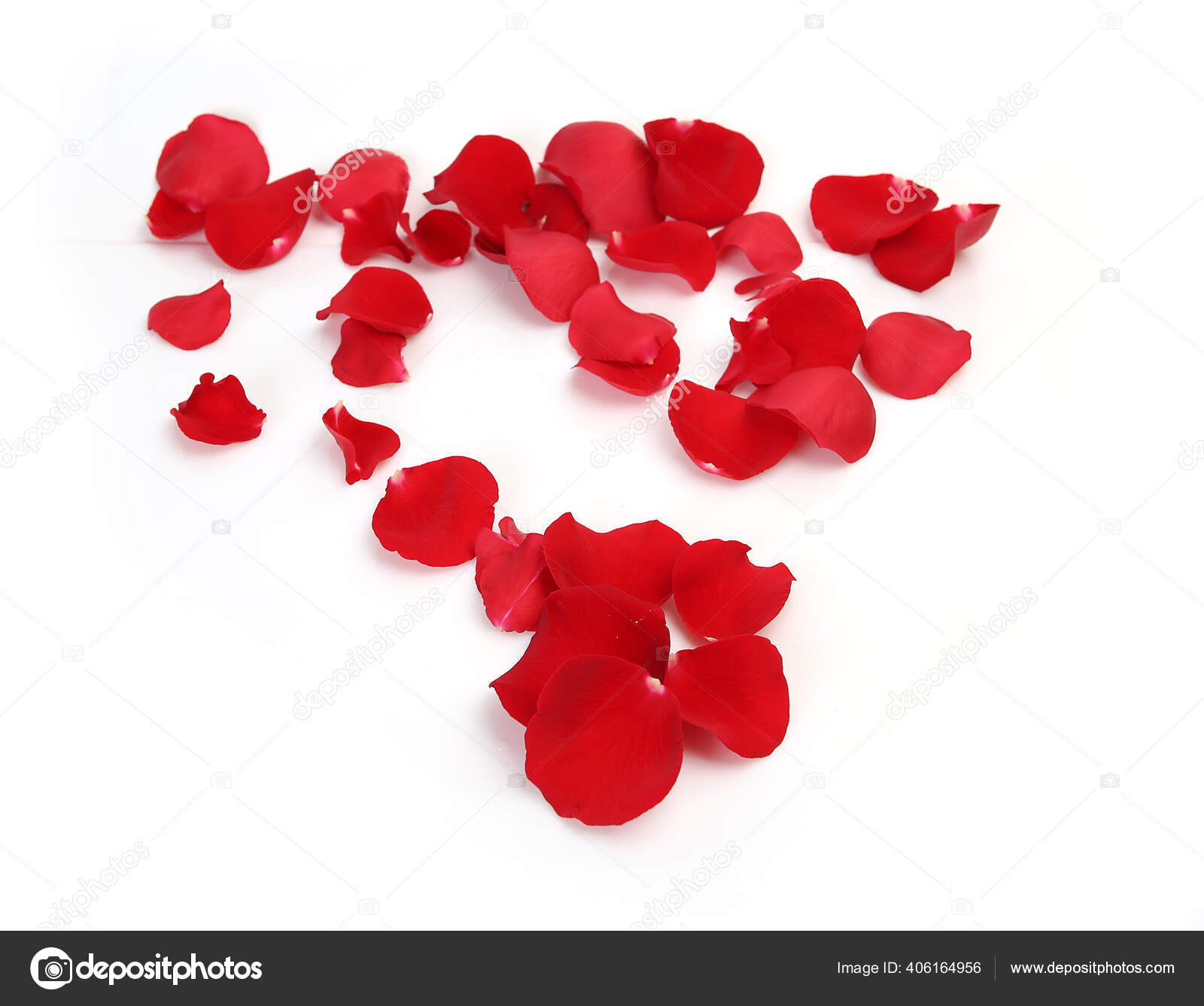 Red Rose Petals White Background — Stock Photo © Elena777 #406164956