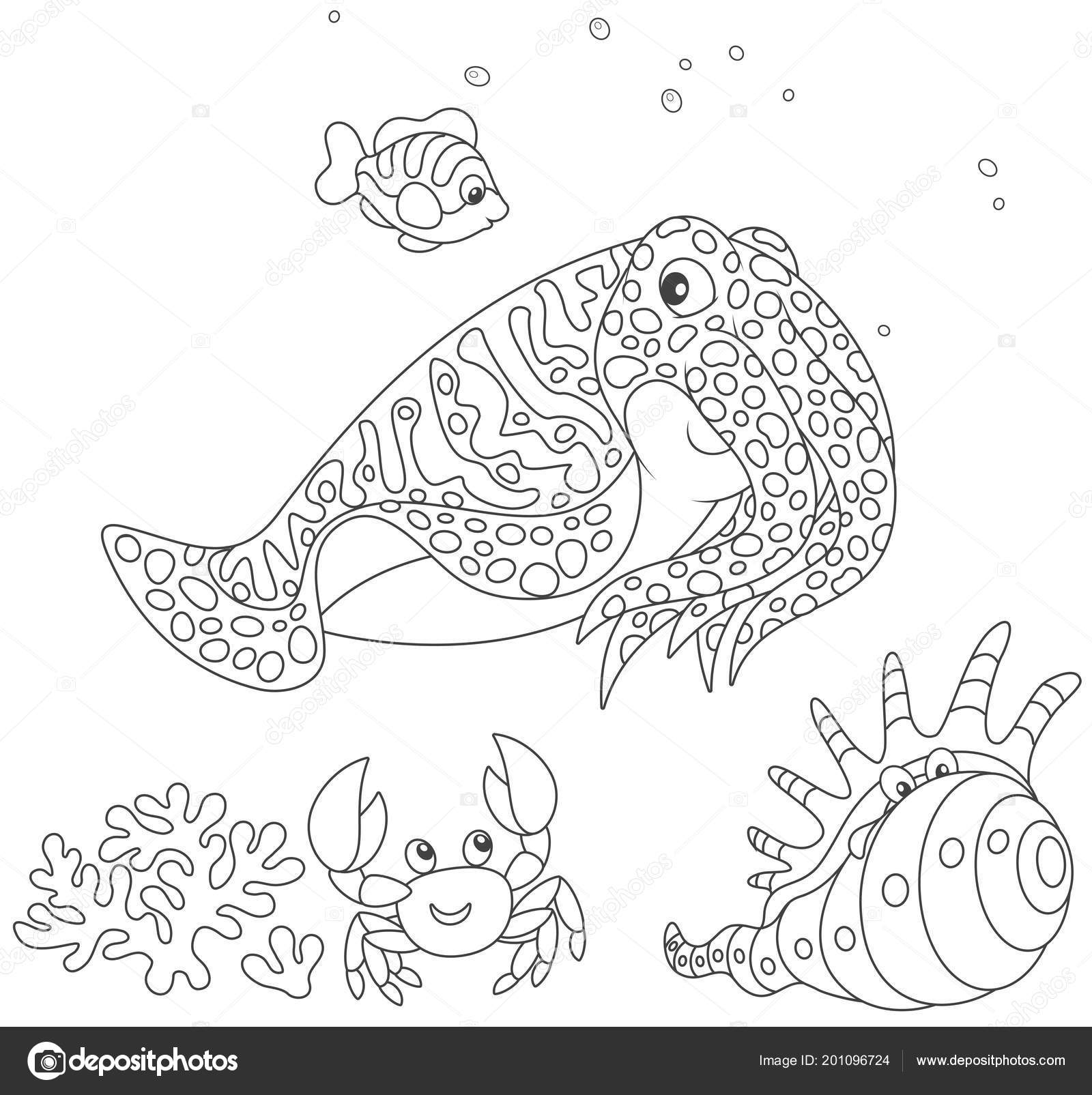 Cute Cuttle Fish Coloring Pages