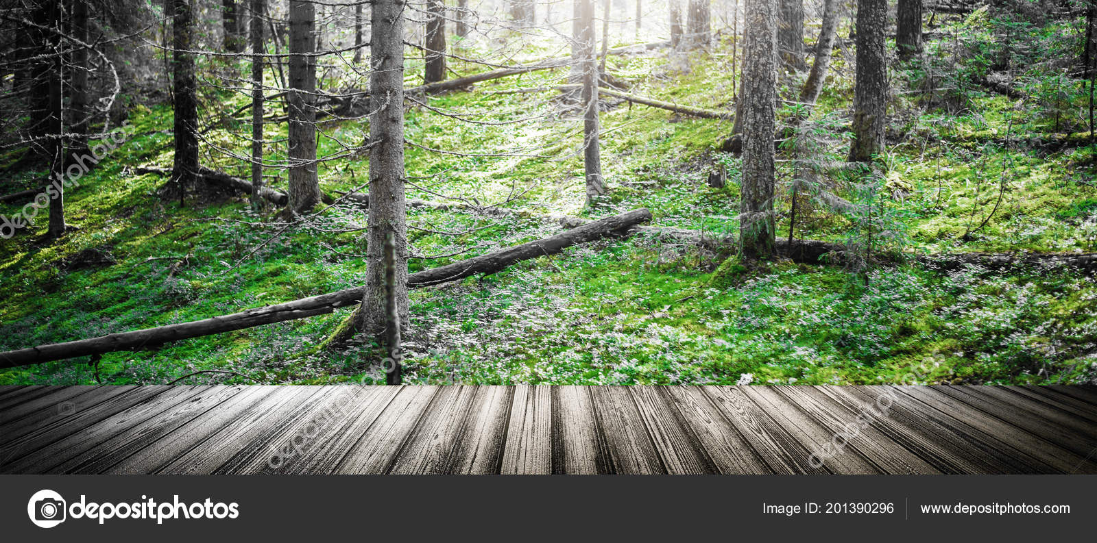 Forest. Wild plants and trees — Stock Photo © 1xpert #201390296