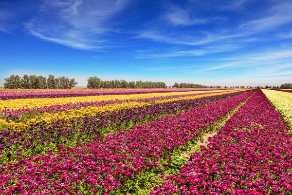 Flowers are planted with stripes of different colors. Cirrus clouds fly ...