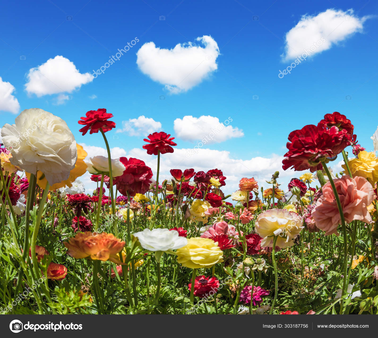 The spring wind Stock Photo by ©kavramm 303187756