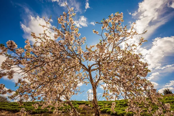 White-pink olive tree flowers and fresh green grass in the hills ...