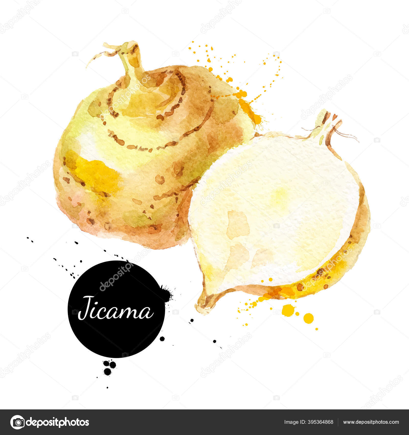Dibujo Dibujado Mano Acuarela Jicama Ilustración Alimentos Vegetales ...