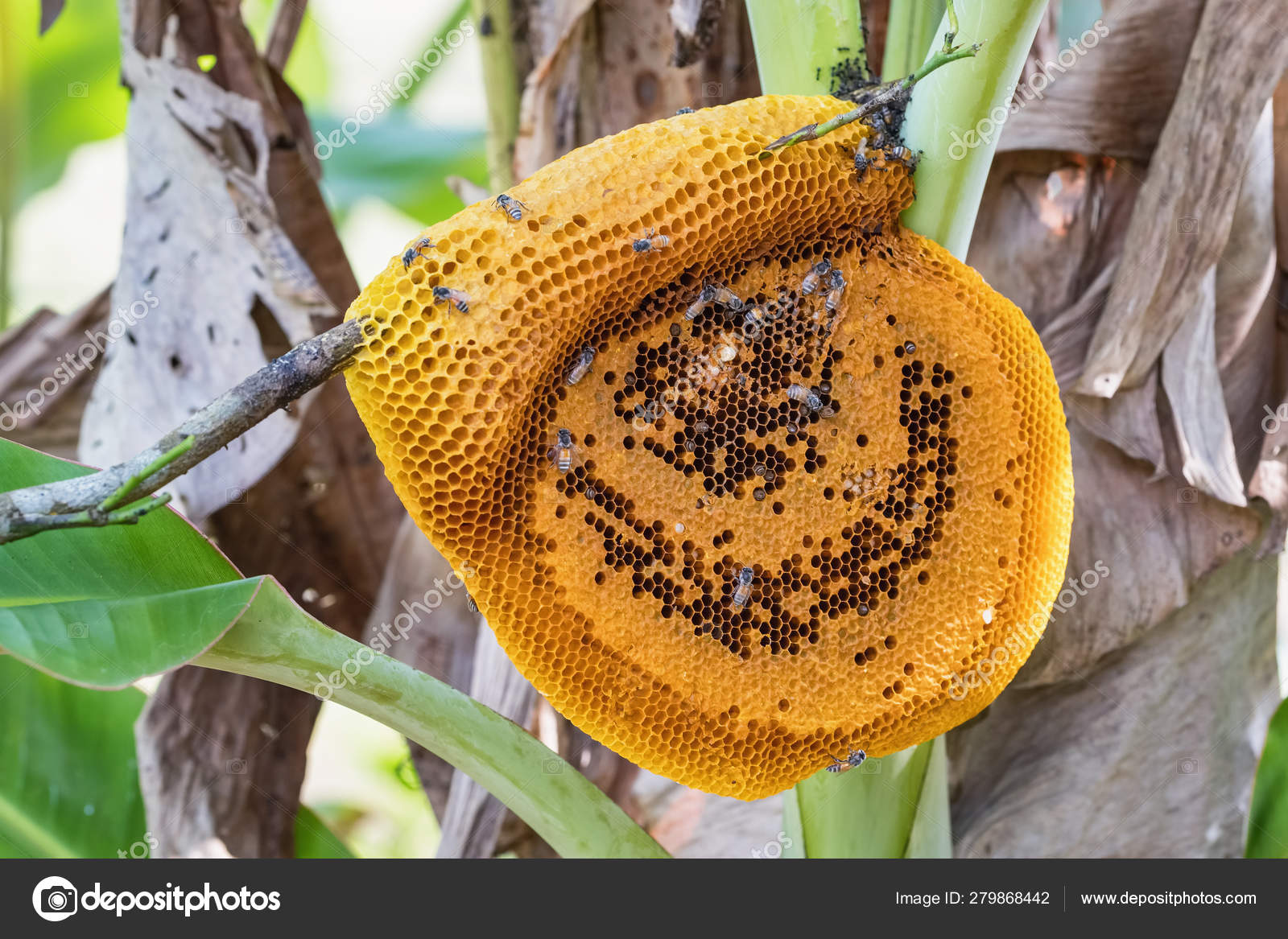 Honey Bees Comb In Tree