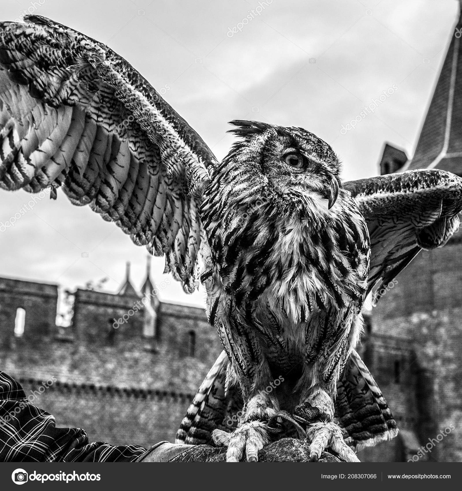 Eagle Owl Black White Photo Stock Photo by ©innervision 208307066