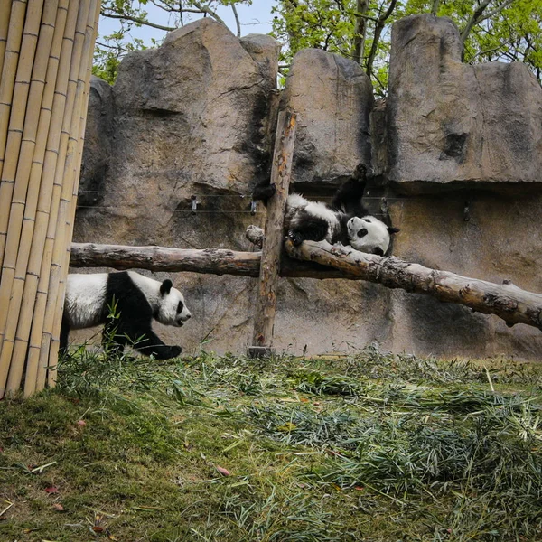 Pandas Shanghai Zoo — Stock Photo © innervision #265592490