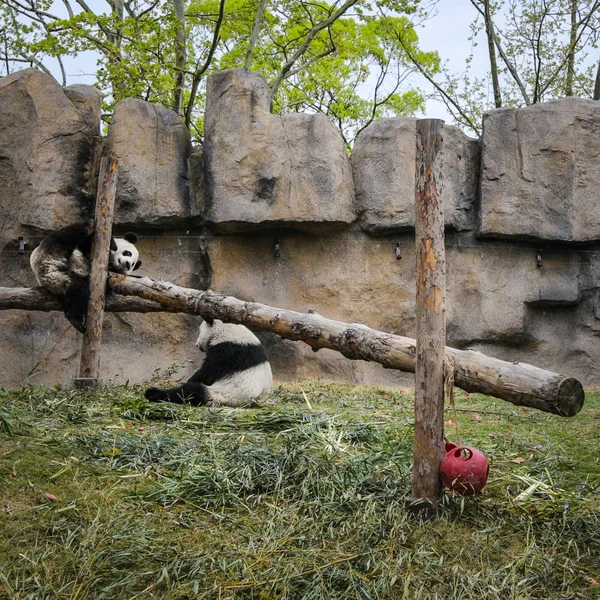 Pandas Shanghai Zoo Stock Photo by ©innervision 265588130