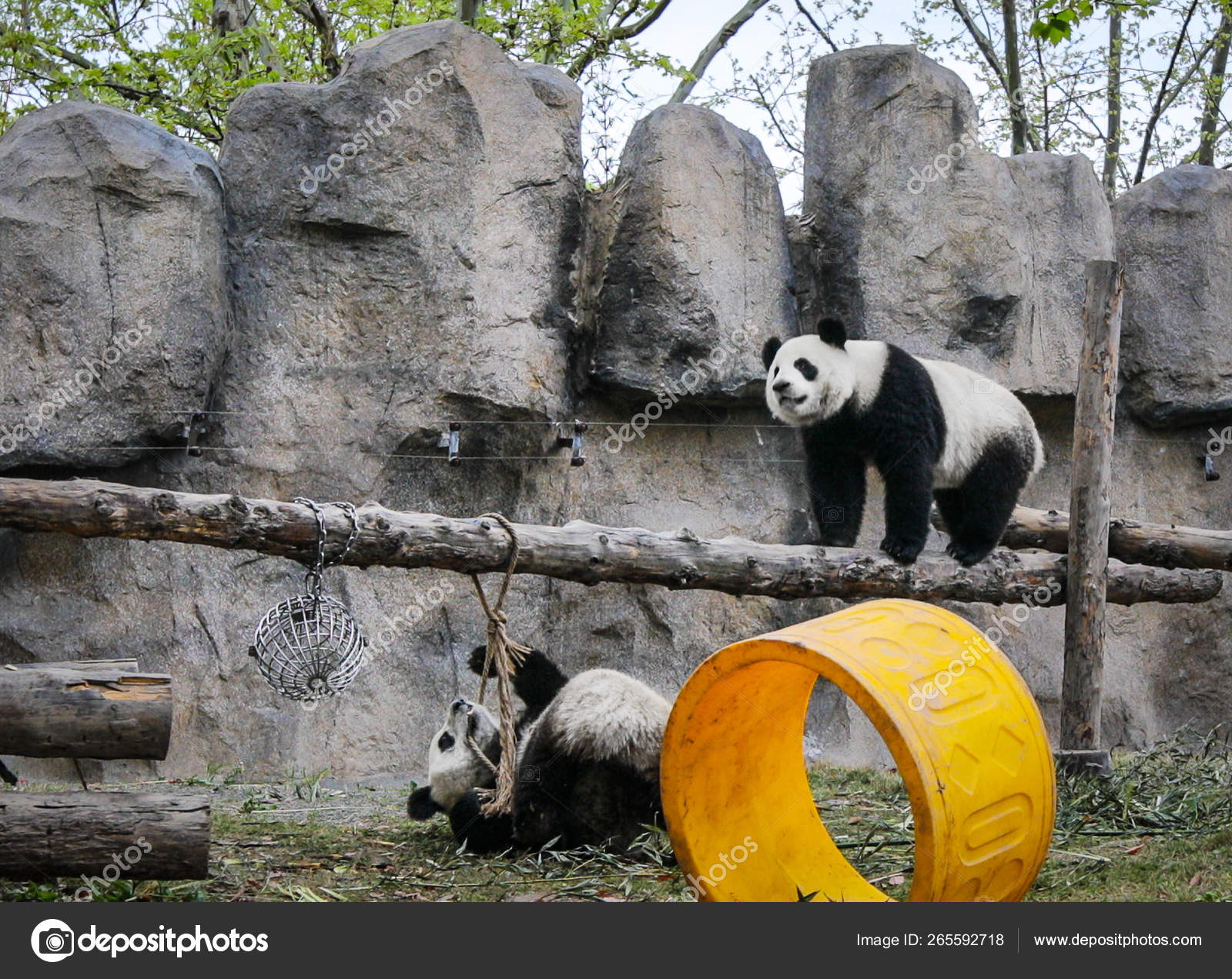 Pandas Shanghai Zoo Stock Photo by ©innervision 265592718