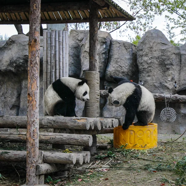 Pandas Shanghai Zoo — Stock Photo © innervision #265592490