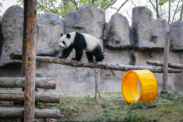 Pandas Shanghai Zoo Stock Photo by ©innervision 265592718