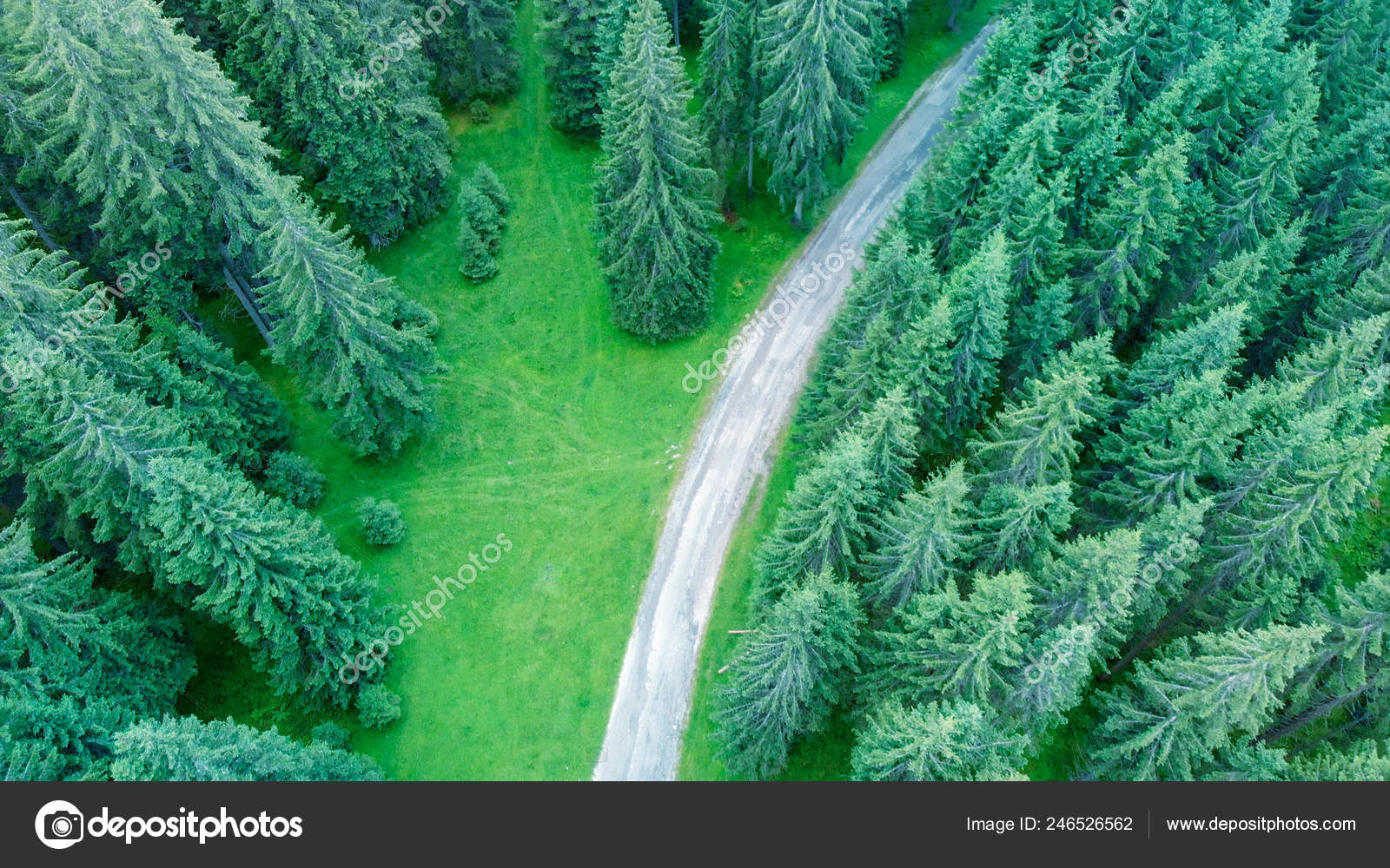 Overhead Downward Aerial View Pine Trees Woods Stock Photo by ©jovannig ...