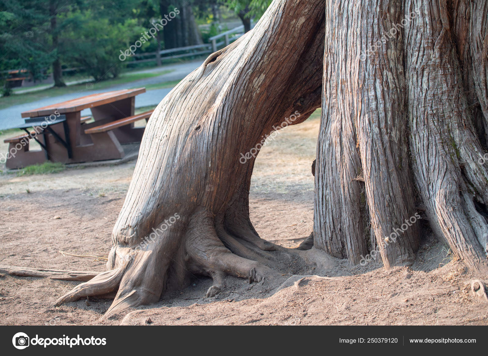 Big tree with giant roots Stock Photo by ©jovannig 250379120