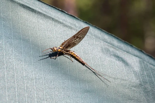 Large flying insect Stock Photos, Royalty Free Large flying insect ...