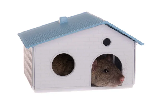 Rodent house Stock Photos, Royalty Free Rodent house Images | Depositphotos