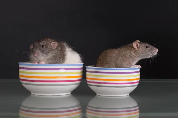 Fat blue rat on a black background — Stock Photo © LankaP #299141788