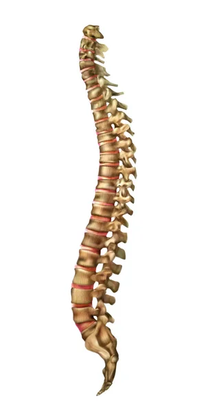 The human spine. Vertebral column. Backbone. Anterior, posterior ...
