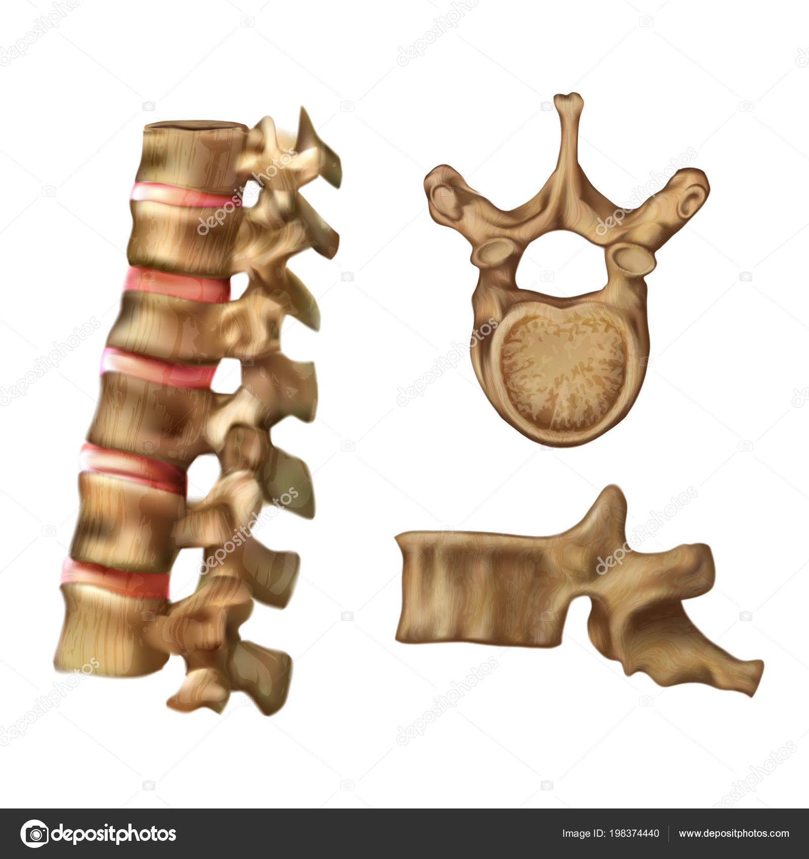 Skeleton Spine Structure 6Th Vertebra Stock Vector by ©urfingus 198374440