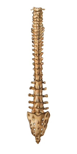 The human spine. Vertebral column. Backbone. Anterior, posterior ...