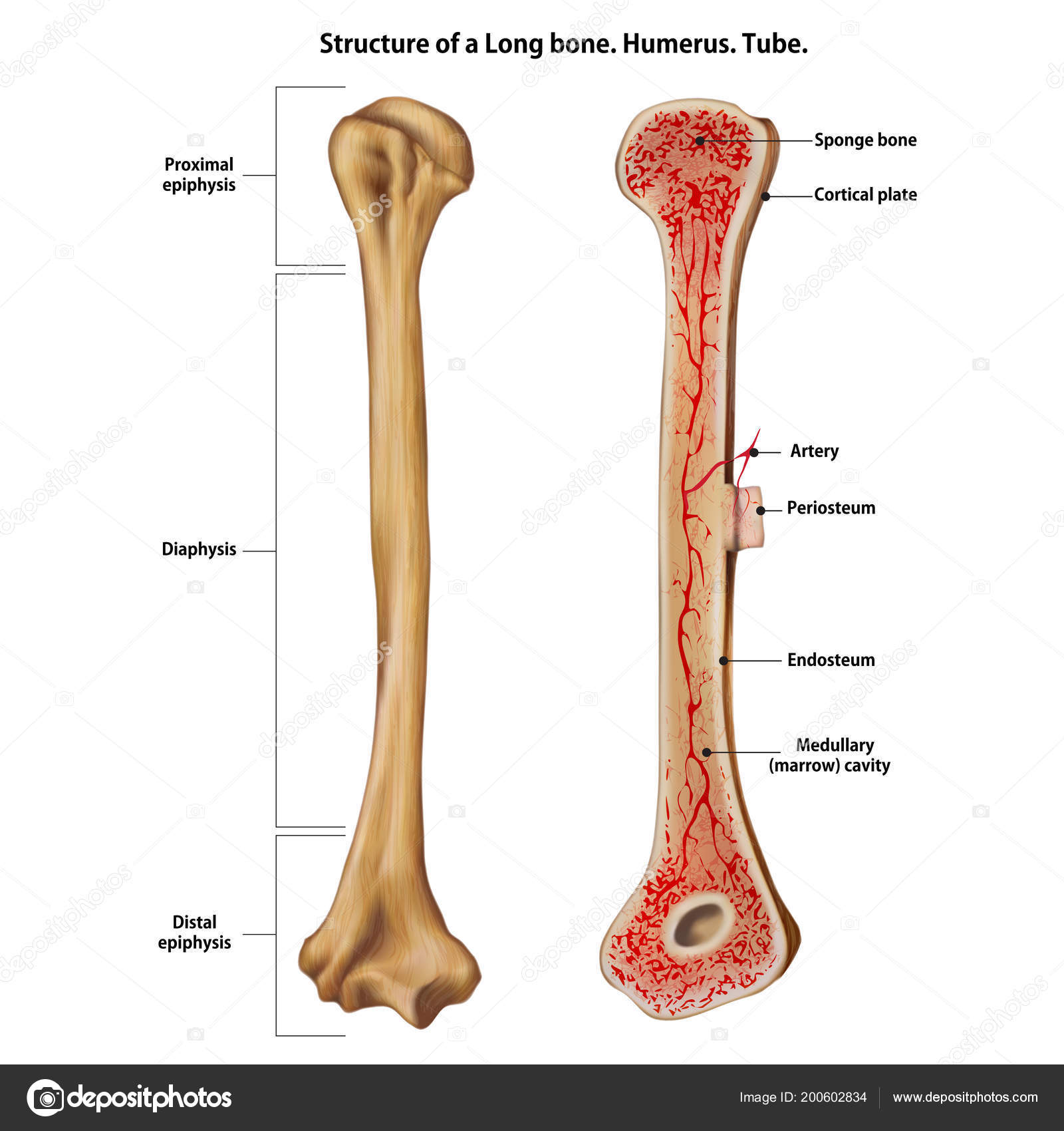 Structure Long Bone Humerus Tube Stock Vector by ©urfingus 200602834