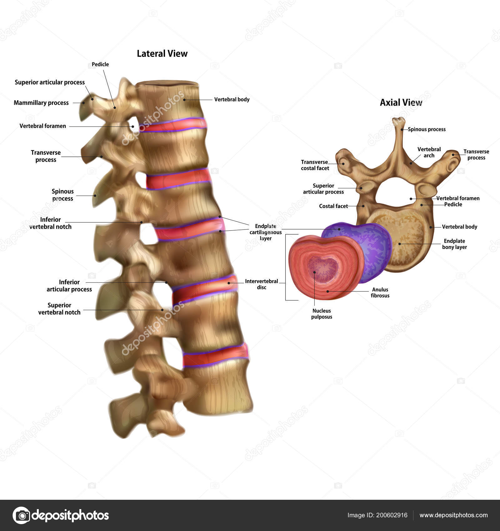 Skeleton Intervertebral Disc Name Description All Sites Stock Vector ...
