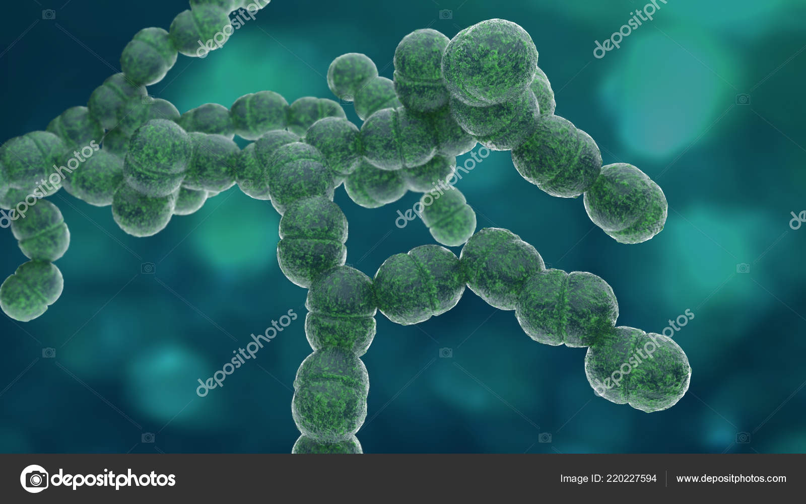 Diplococcus Bacteria