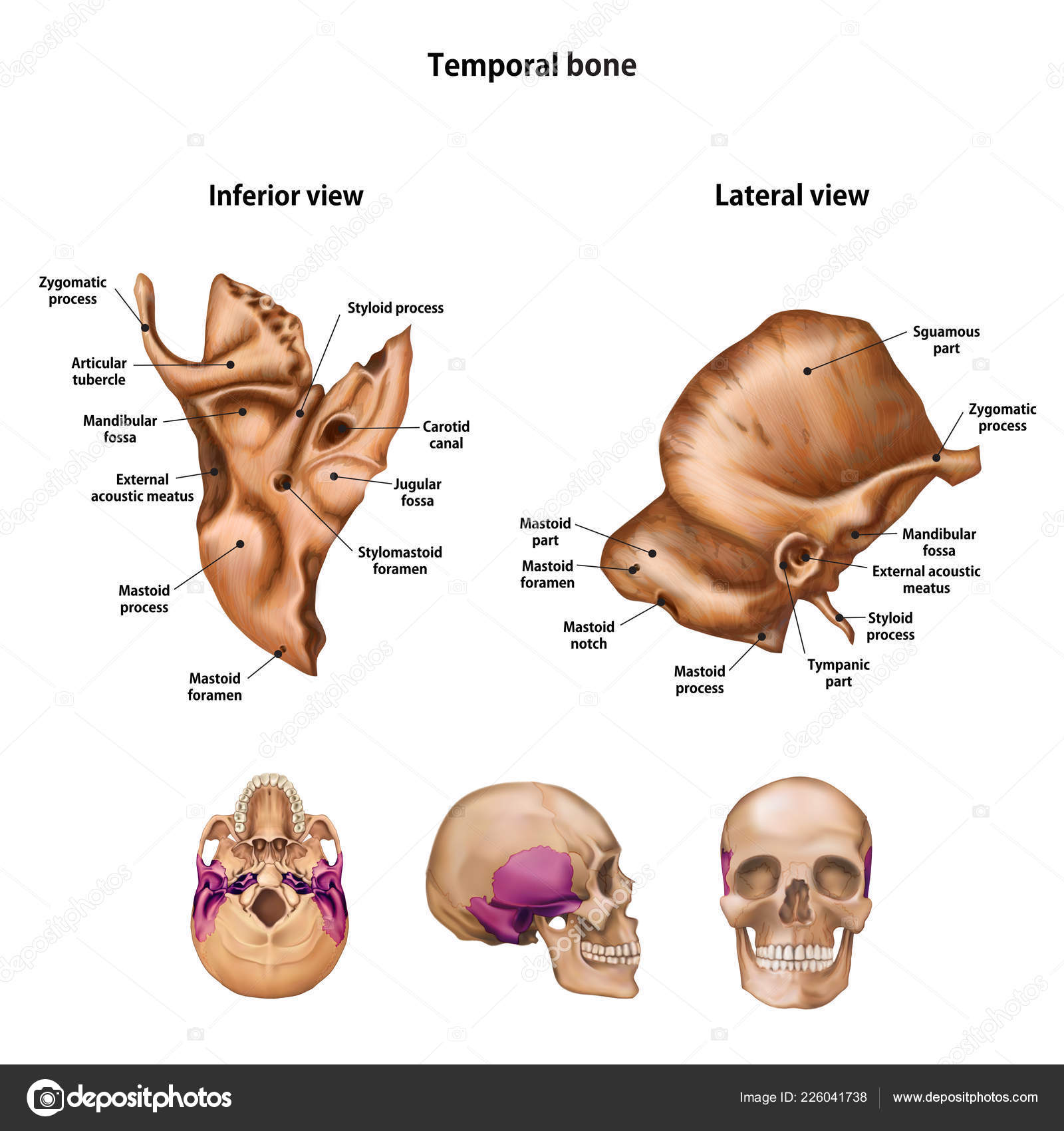 Temporal Bone Name Description All Sites Stock Vector by ©urfingus ... Temporal Bone Name Description All Sites Stock Vector by ©urfingus ...
