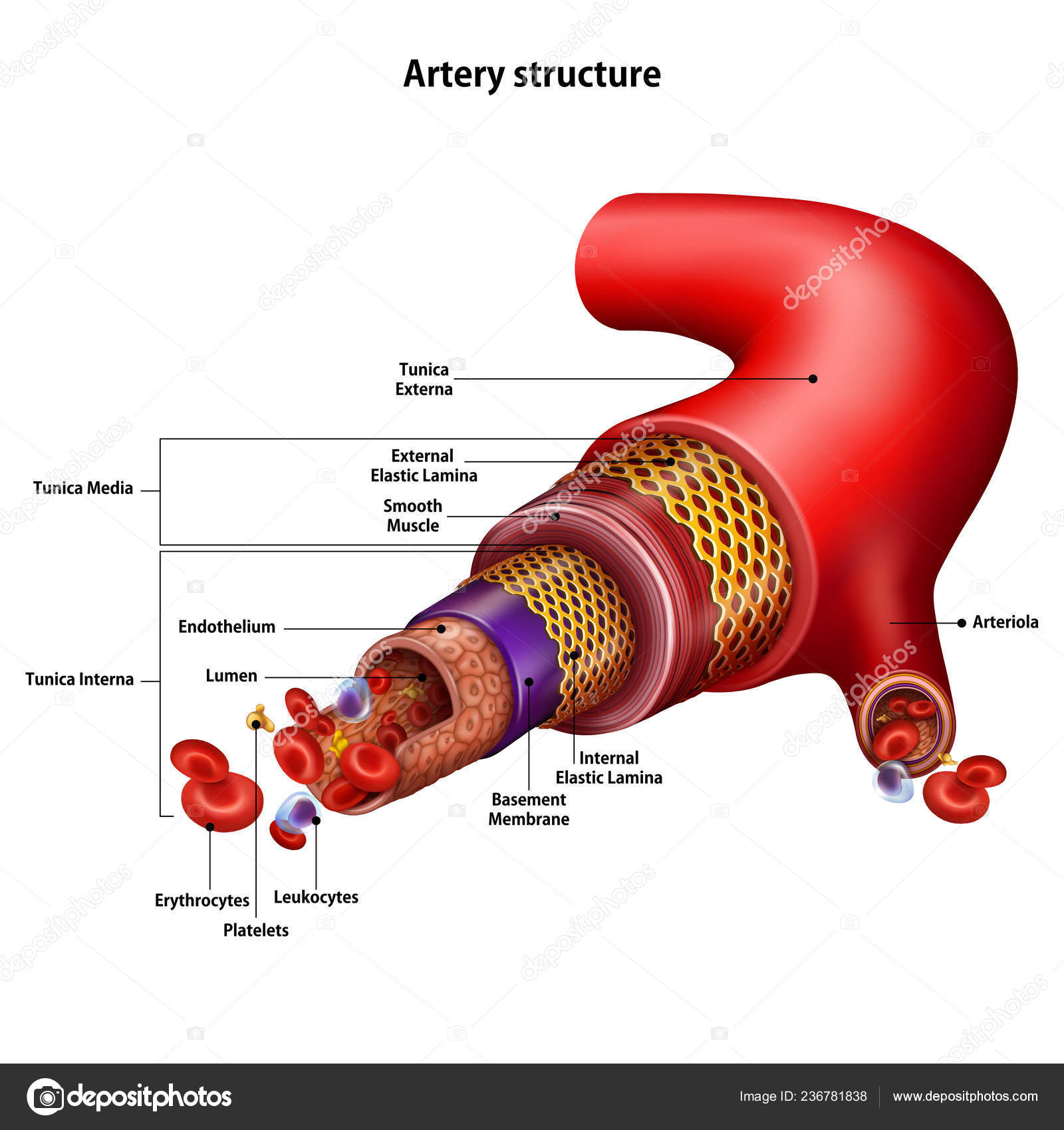 Artery Structure Name All Structural Elements Vector Illustration White ...