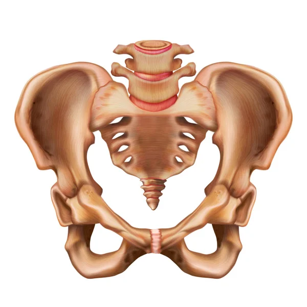 Pelvis imágenes de stock de arte vectorial | Depositphotos