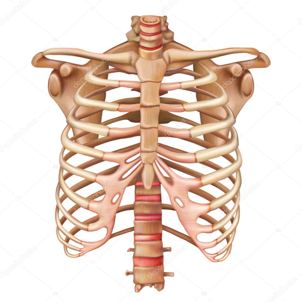 Huesos de caja torácica. Sistema esquelético humano. Anatomía ...
