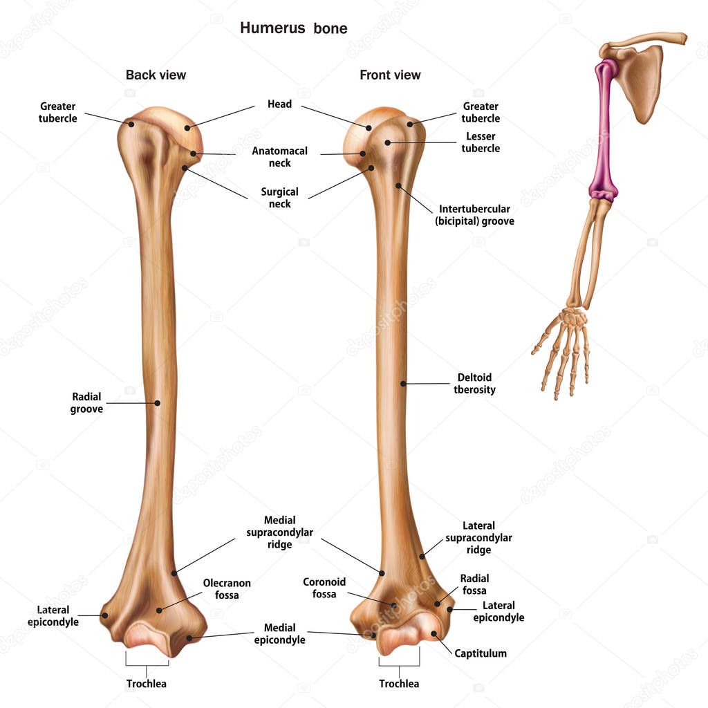 Left Humerus Anterior View Left Humerus Anterior View