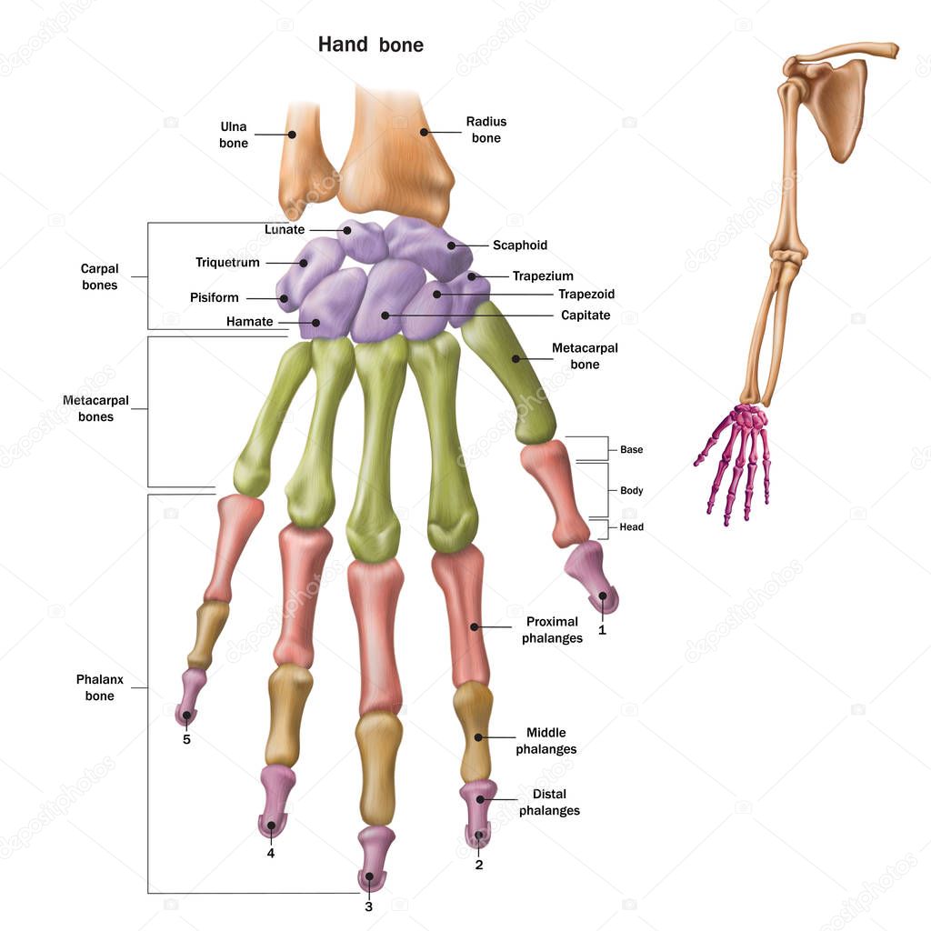 Ossos Da Palma Da Mao - FDPLEARN